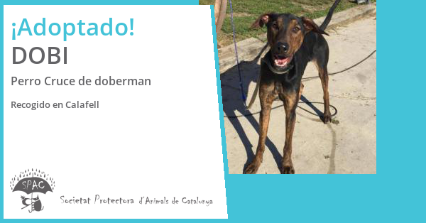 SPAC - Adopción de DOBI