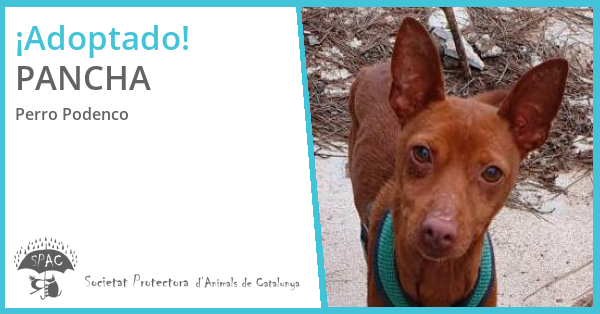 SPAC - Adopción de PANCHA