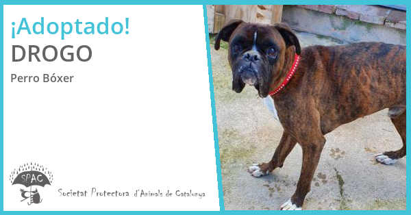 SPAC - Adopción de DROGO