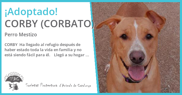 SPAC - Adopción de CORBY (CORBATO)
