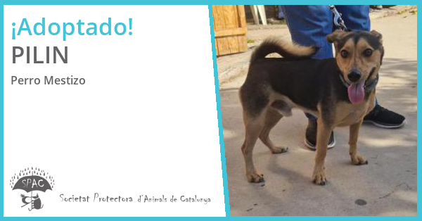 SPAC - Adopción de PILIN