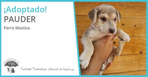 SPAC - Adopción de PAUDER