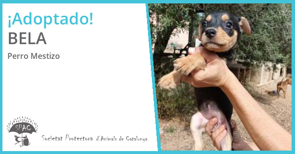 SPAC - Adopción de BELA