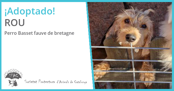 SPAC - Adopción de ROU