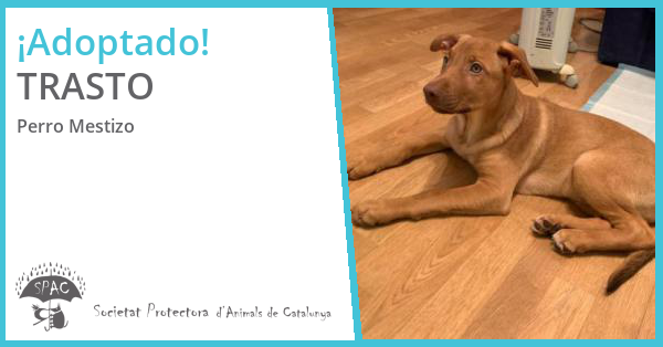 SPAC - Adopción de TRASTO