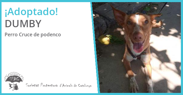 SPAC - Adopción de DUMBY