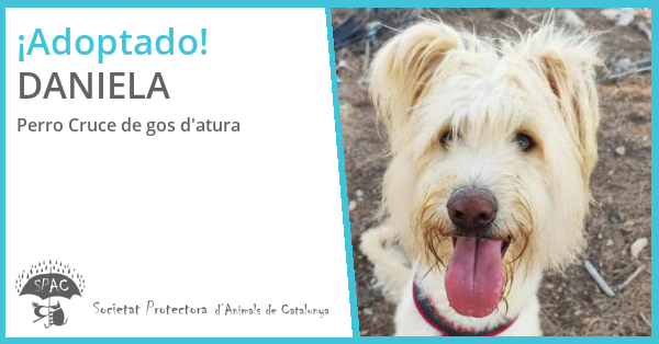 SPAC - Adopción de DANIELA