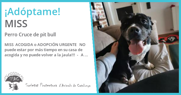 SPAC - Ficha de MISS