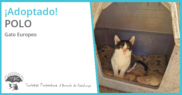 SPAC - Adopción de POLO