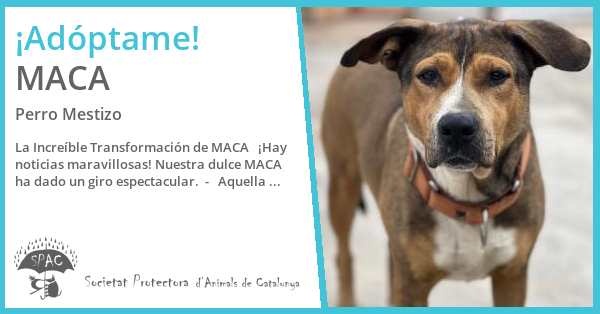 SPAC - Ficha de MACA