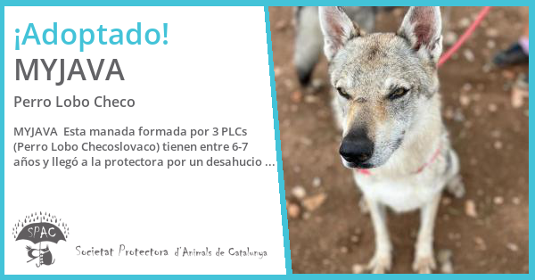 SPAC - Ficha de MYJAVA