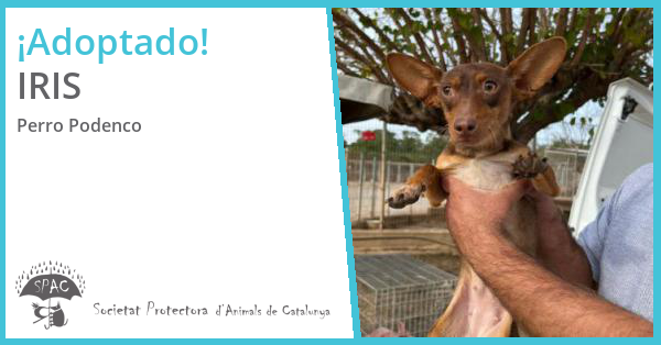 SPAC - Adopción de IRIS