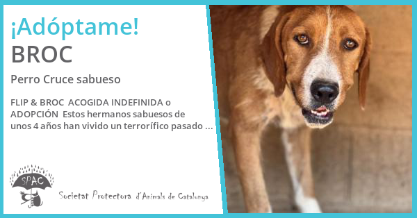 SPAC - Ficha de BROC