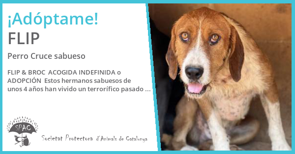 SPAC - Ficha de FLIP