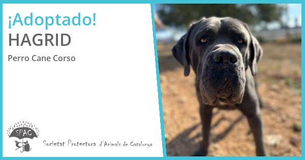 SPAC - Adopción de HAGRID