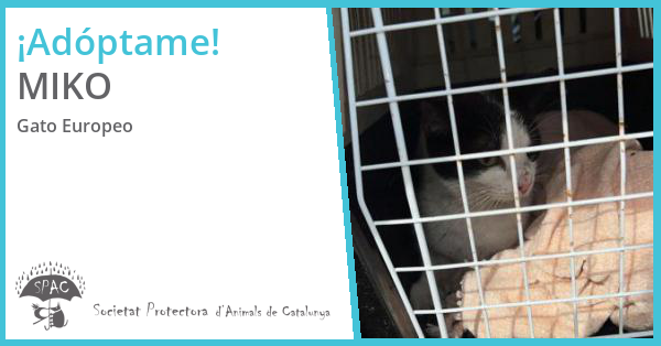 SPAC - Ficha de MIKO