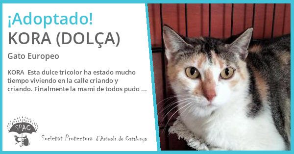 SPAC - Adopción de KORA (DOLÇA)