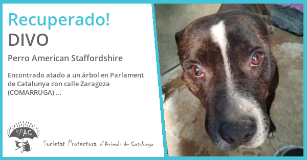 SPAC - Ficha de DIVO