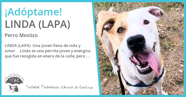 SPAC - Ficha de LINDA (LAPA)