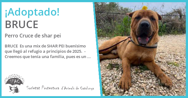 SPAC - Ficha de BRUCE