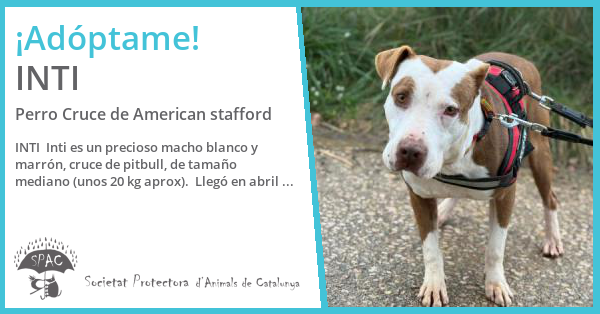 SPAC - Ficha de INTI