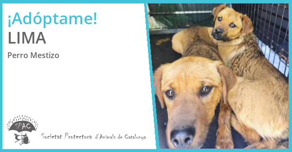 SPAC - Ficha de LIMA