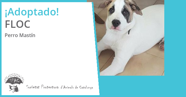 SPAC - Adopción de FLOC