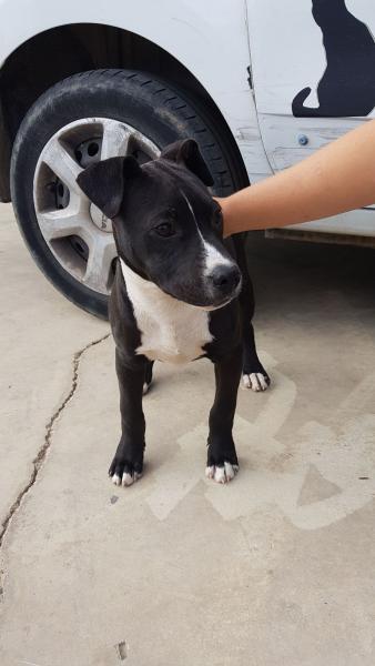 SPAC - Ficha de BAYRON