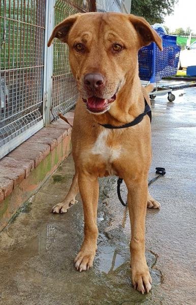 SPAC - Ficha de MARQUES