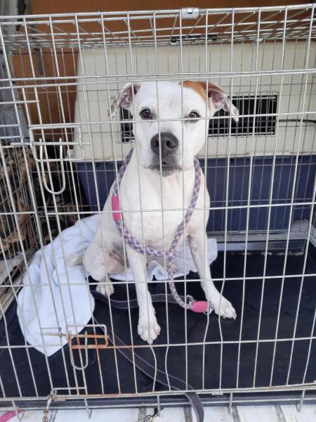 SPAC - Ficha de TAIZON