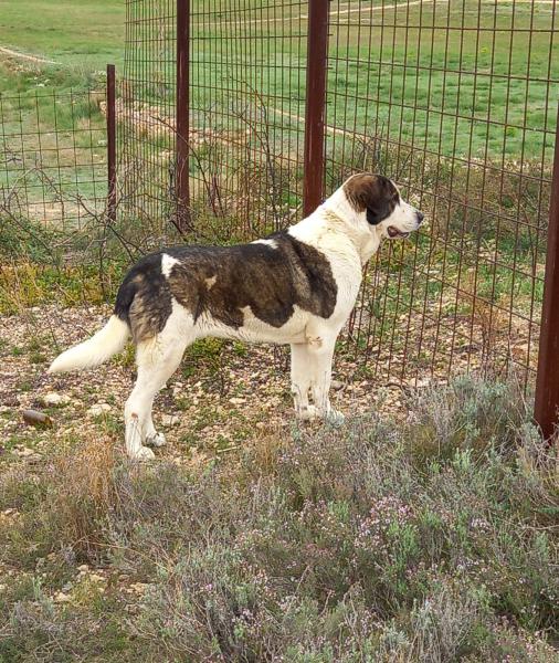 SPAC - Ficha de JARA